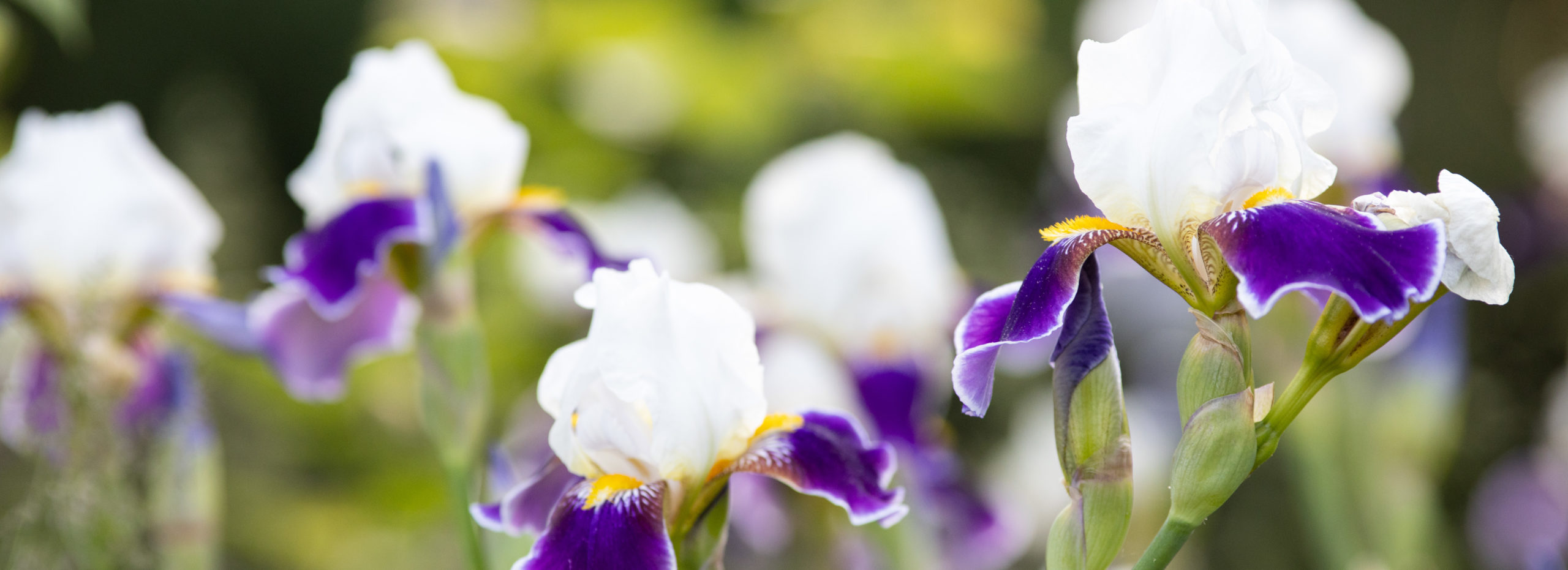 What Color is an Iris? - Michigan District, LCMS